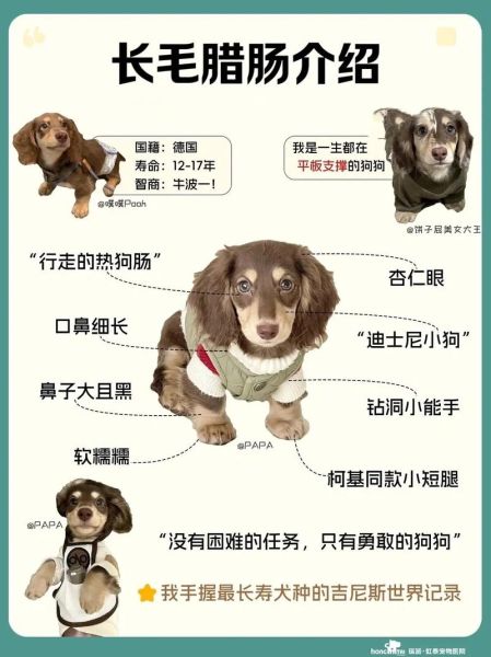腊肠犬幼犬怎么喂养_腊肠犬幼犬价格多少钱-第3张图片-山城妙识