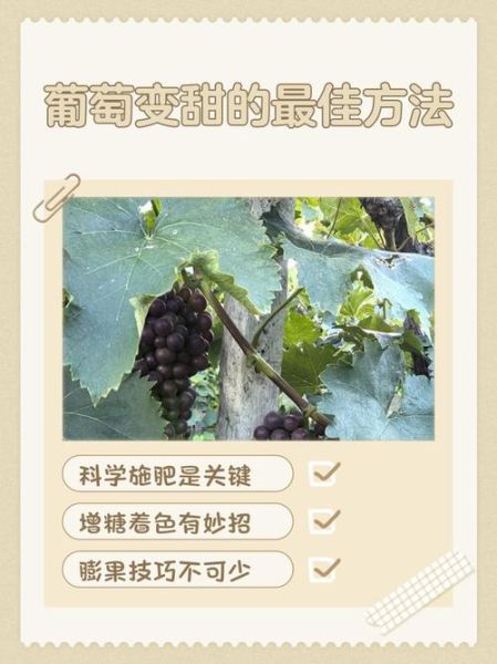 葡萄种植技术_如何提高葡萄甜度-第1张图片-山城妙识
