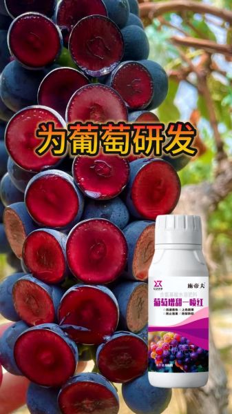 葡萄种植技术_如何提高葡萄甜度-第3张图片-山城妙识
