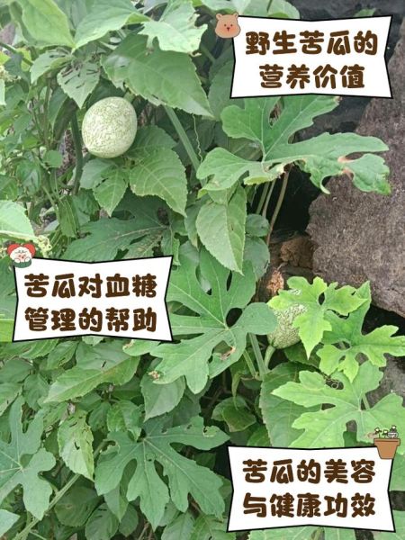 苦瓜的功效与作用有哪些_苦瓜的害处和禁忌是什么-第2张图片-山城妙识