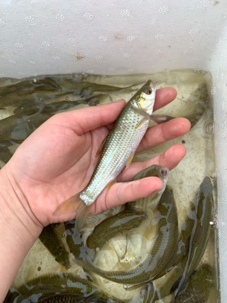 青竹鱼多少钱一斤_青竹鱼价格行情-第2张图片-山城妙识 青竹鱼多少钱一斤_青竹鱼价格行情-第2张图片-山城妙识