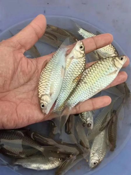 青竹鱼多少钱一斤_青竹鱼价格行情-第1张图片-山城妙识 青竹鱼多少钱一斤_青竹鱼价格行情-第1张图片-山城妙识