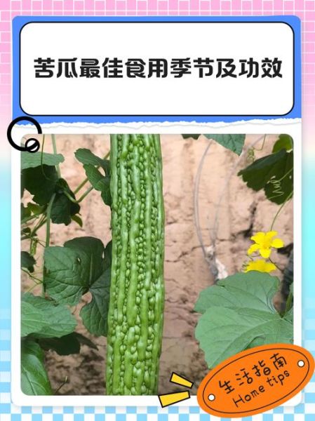 苦瓜的功效与作用有哪些_苦瓜的害处和禁忌是什么-第3张图片-山城妙识