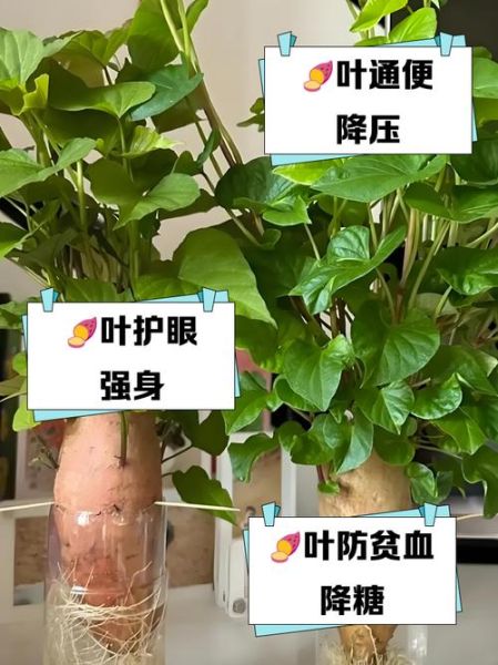 吃红薯叶子有什么好处_红薯叶子的营养价值-第3张图片-山城妙识