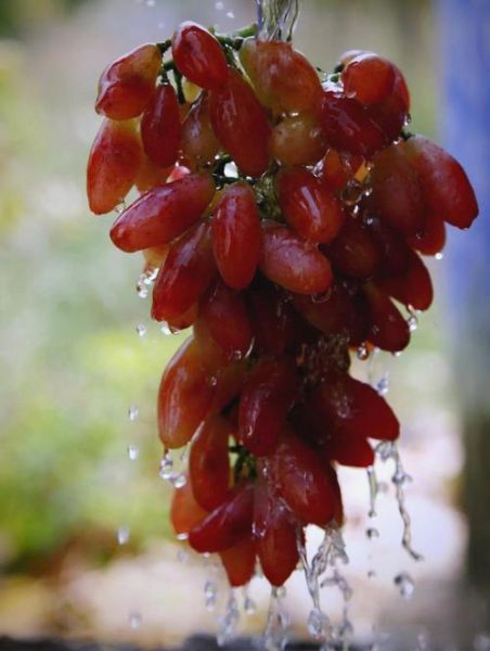 红乳葡萄品种介绍_红乳葡萄好吃吗-第2张图片-山城妙识 红乳葡萄品种介绍_红乳葡萄好吃吗-第2张图片-山城妙识