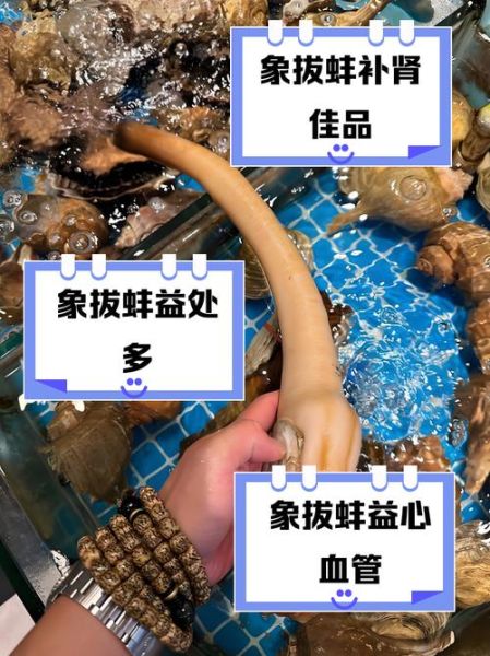 象拔蚌怎么杀_象拔蚌怎么处理干净-第1张图片-山城妙识