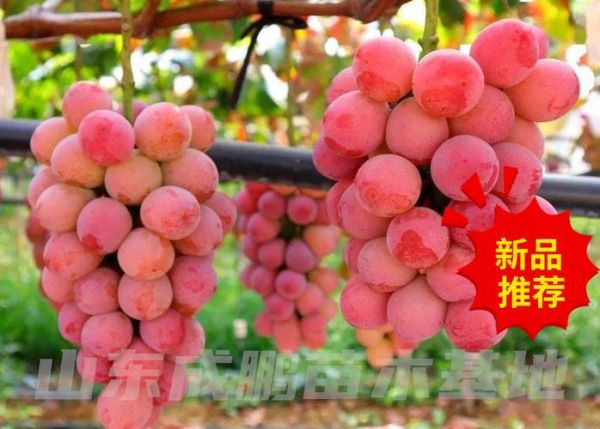 红乳葡萄品种介绍_红乳葡萄好吃吗-第3张图片-山城妙识 红乳葡萄品种介绍_红乳葡萄好吃吗-第3张图片-山城妙识