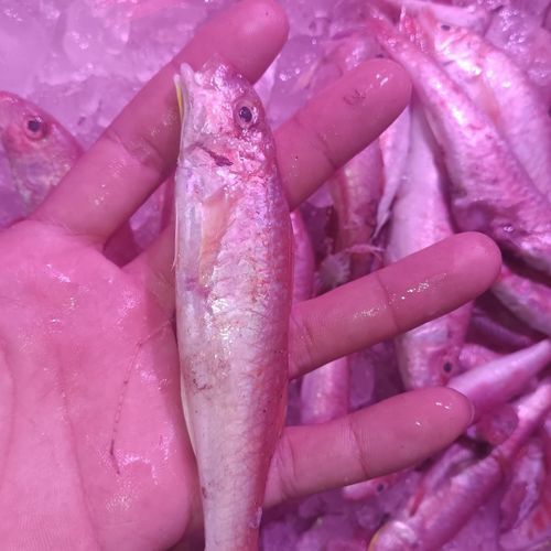 红糟鱼排怎么做_红糟鱼排热量高吗-第3张图片-山城妙识