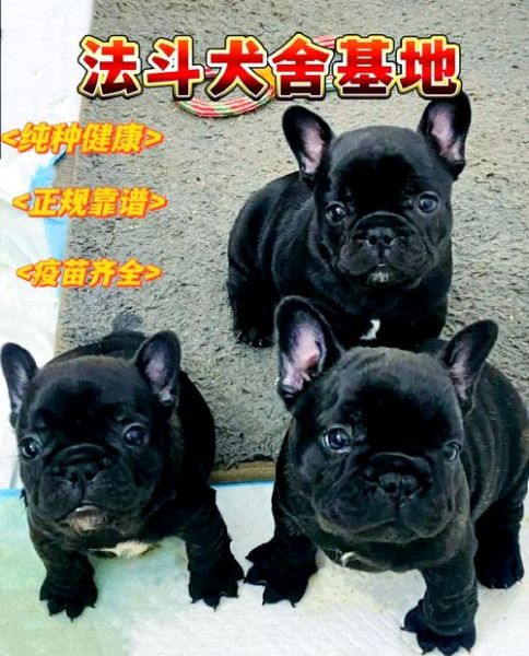 法国斗牛犬掉毛厉害吗_法国斗牛犬怎么养-第2张图片-山城妙识 法国斗牛犬掉毛厉害吗_法国斗牛犬怎么养-第2张图片-山城妙识