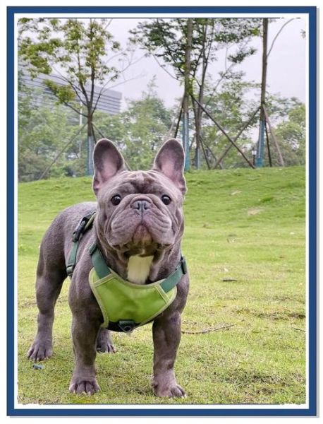 法国斗牛犬掉毛厉害吗_法国斗牛犬怎么养-第3张图片-山城妙识 法国斗牛犬掉毛厉害吗_法国斗牛犬怎么养-第3张图片-山城妙识