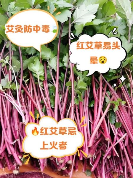 红艾草图片_红艾草的功效与作用有哪些-第2张图片-山城妙识