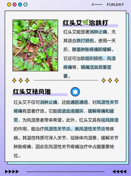 红艾草图片_红艾草的功效与作用有哪些-第3张图片-山城妙识