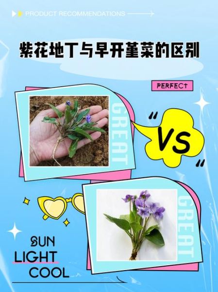 紫花地丁图片怎么识别_紫花地丁与早开堇菜区别-第1张图片-山城妙识 紫花地丁图片怎么识别_紫花地丁与早开堇菜区别-第1张图片-山城妙识