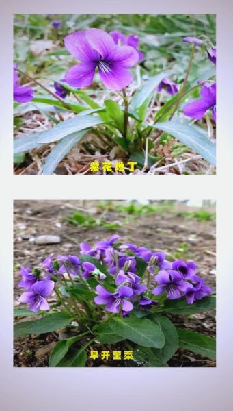 紫花地丁图片怎么识别_紫花地丁与早开堇菜区别-第2张图片-山城妙识 紫花地丁图片怎么识别_紫花地丁与早开堇菜区别-第2张图片-山城妙识