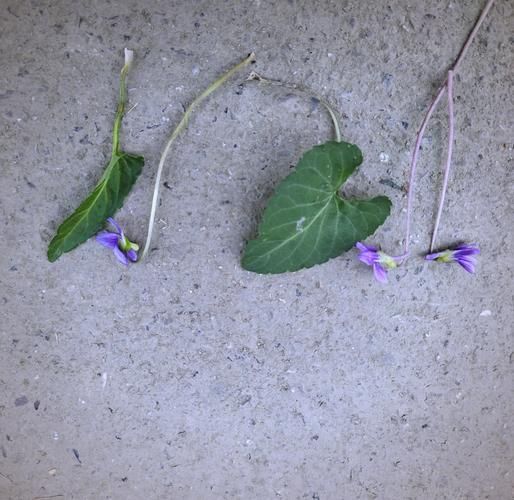 紫花地丁图片怎么识别_紫花地丁与早开堇菜区别-第3张图片-山城妙识 紫花地丁图片怎么识别_紫花地丁与早开堇菜区别-第3张图片-山城妙识