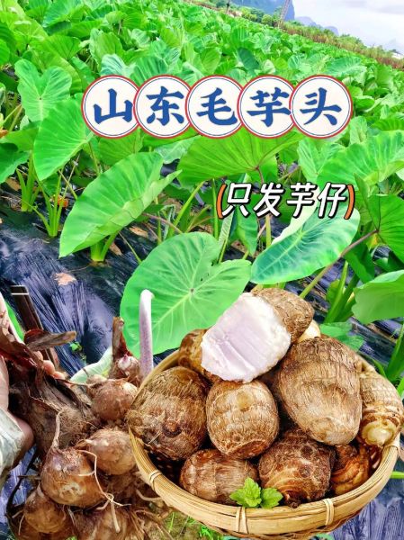 芋头种类图片大全集_如何区分香芋与毛芋-第2张图片-山城妙识