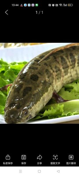 黑鱼木耳汤怎么做_黑鱼木耳汤的做法窍门-第2张图片-山城妙识