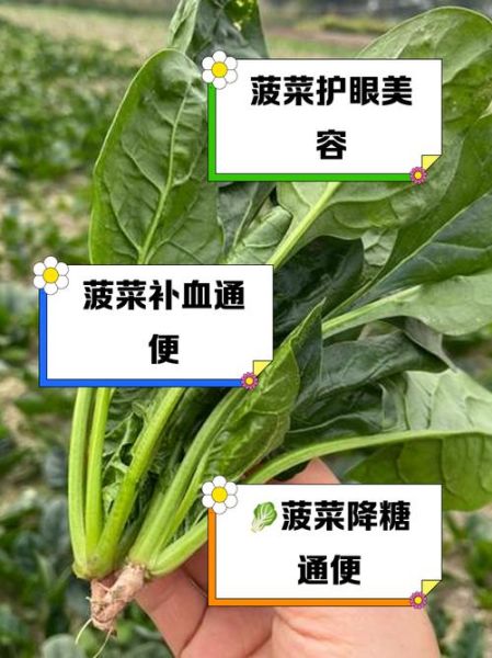 菠菜和胡萝卜能一起吃吗_营养冲突真相-第2张图片-山城妙识