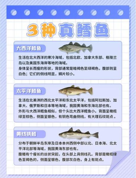 鳕鱼多少钱一斤_鳕鱼价格为什么差别大-第2张图片-山城妙识 鳕鱼多少钱一斤_鳕鱼价格为什么差别大-第2张图片-山城妙识