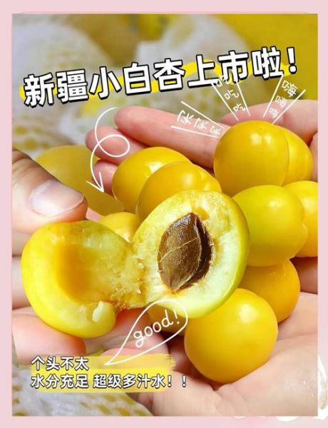 白杏的功效与作用_白杏的禁忌有哪些-第1张图片-山城妙识 白杏的功效与作用_白杏的禁忌有哪些-第1张图片-山城妙识