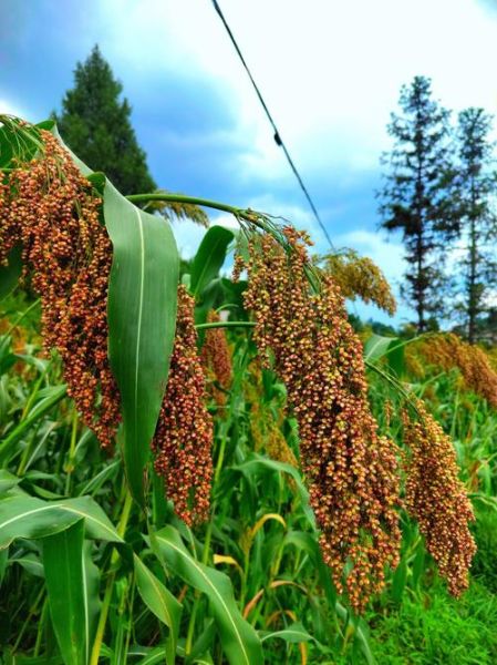 红高粱图片哪里找_红高粱图片高清下载-第1张图片-山城妙识 红高粱图片哪里找_红高粱图片高清下载-第1张图片-山城妙识