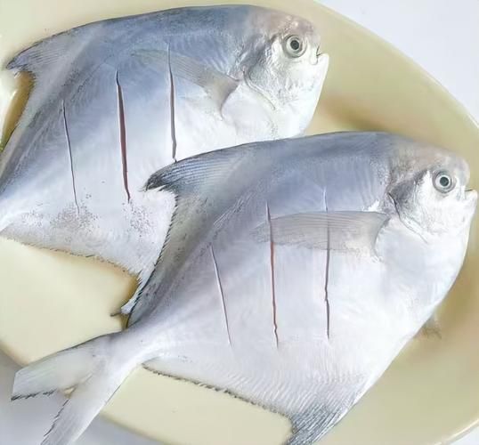 常吃海鱼图片大全大图_哪些海鱼适合天天吃-第2张图片-山城妙识