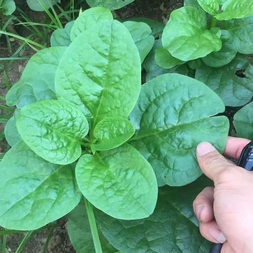 潺菜怎么种_潺菜的功效与作用-第3张图片-山城妙识