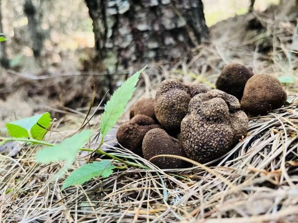 黑松露长什么样_黑松露如何挑选-第3张图片-山城妙识 黑松露长什么样_黑松露如何挑选-第3张图片-山城妙识