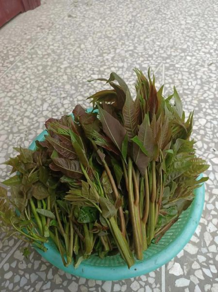 春菜图片大全_春菜有哪些品种-第2张图片-山城妙识