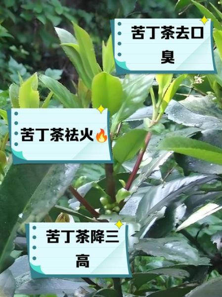 苦丁茶害了我_苦丁茶副作用有哪些-第1张图片-山城妙识