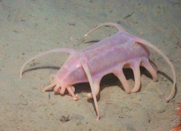 海猪是什么动物_海猪和海参的区别-第1张图片-山城妙识