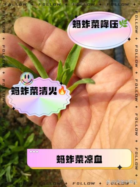 蚂蚱菜学名叫什么_蚂蚱菜的功效与作用-第1张图片-山城妙识