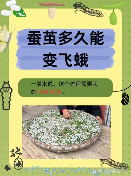 蚕蛹生长过程_蚕蛹变成蛾子要多久-第1张图片-山城妙识