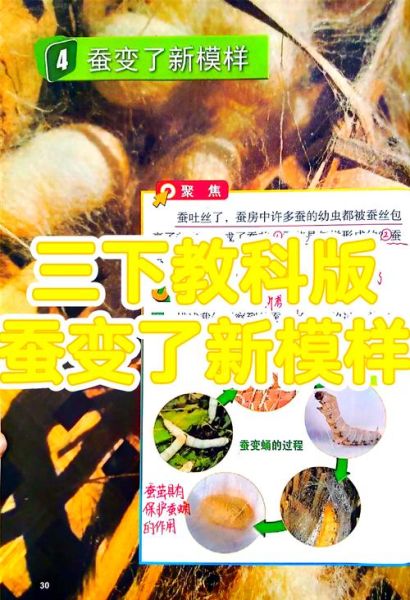 蚕蛹生长过程_蚕蛹变成蛾子要多久-第3张图片-山城妙识