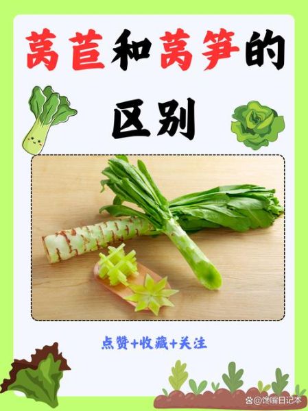 长叶莴苣怎么保存_长叶莴苣和生菜的区别-第2张图片-山城妙识 长叶莴苣怎么保存_长叶莴苣和生菜的区别-第2张图片-山城妙识