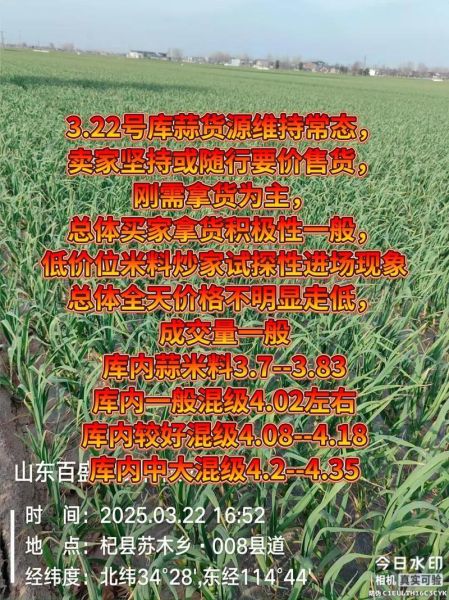 金乡大蒜价格还会涨吗_金乡大蒜最新行情-第2张图片-山城妙识 金乡大蒜价格还会涨吗_金乡大蒜最新行情-第2张图片-山城妙识