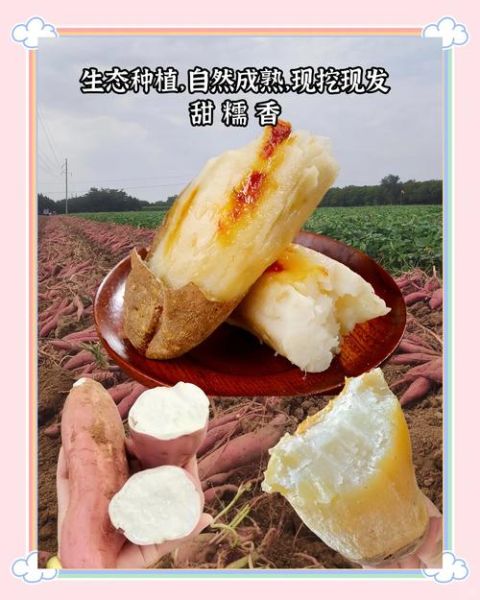 白薯减肥真的有效吗_怎么吃白薯才能瘦-第2张图片-山城妙识 白薯减肥真的有效吗_怎么吃白薯才能瘦-第2张图片-山城妙识