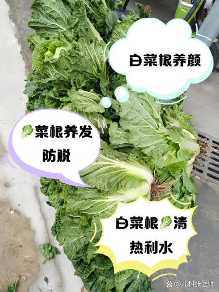 白菜根的功效与作用_白菜根的禁忌有哪些-第1张图片-山城妙识 白菜根的功效与作用_白菜根的禁忌有哪些-第1张图片-山城妙识