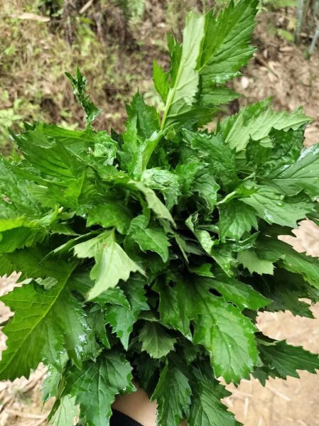 野茼蒿能吃吗_野茼蒿怎么吃-第1张图片-山城妙识