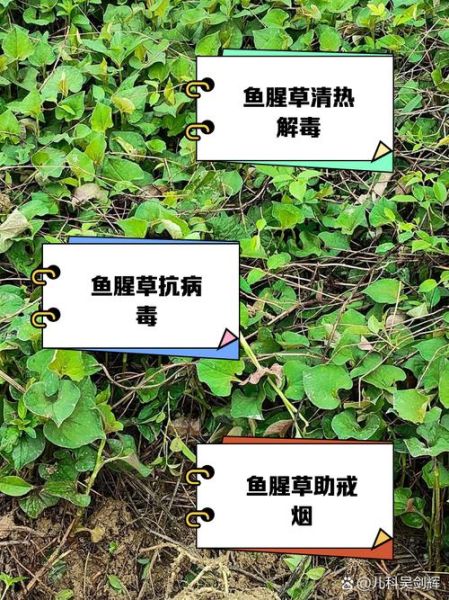 鱼腥草煮水喝的功效_鱼腥草水能天天喝吗-第2张图片-山城妙识 鱼腥草煮水喝的功效_鱼腥草水能天天喝吗-第2张图片-山城妙识