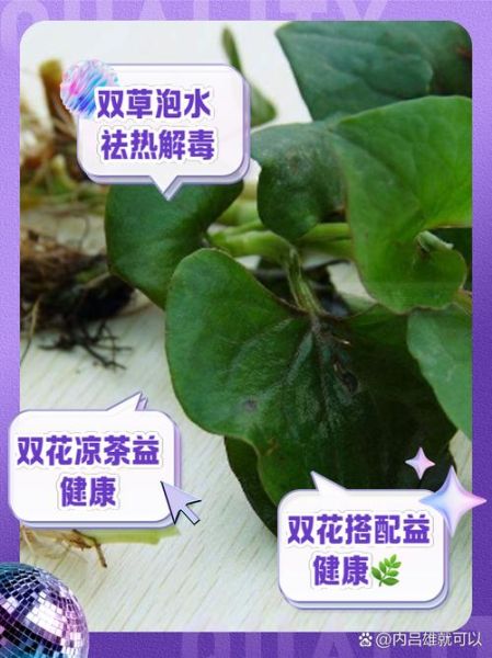 鱼腥草煮水喝的功效_鱼腥草水能天天喝吗-第3张图片-山城妙识 鱼腥草煮水喝的功效_鱼腥草水能天天喝吗-第3张图片-山城妙识