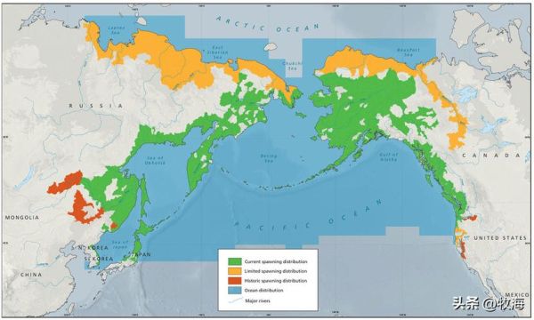 大马哈鱼原产地在哪里_中国境内分布-第1张图片-山城妙识
