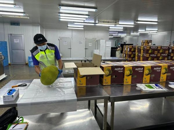 菠萝蜜国际通道2怎么开通_菠萝蜜国际通道2稳定吗-第1张图片-山城妙识