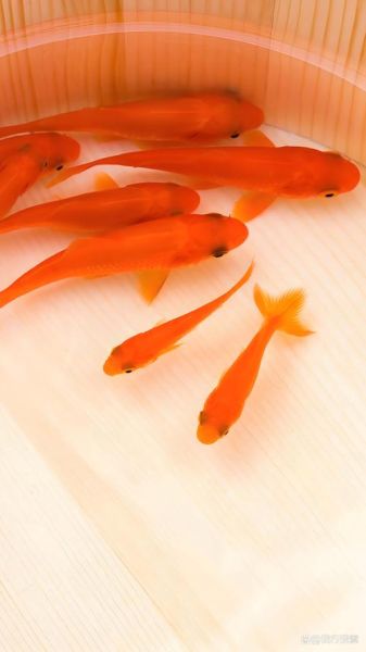 小草鱼图片怎么拍_小草鱼高清壁纸哪里找-第1张图片-山城妙识