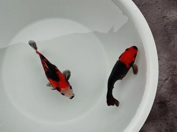 小草鱼图片怎么拍_小草鱼高清壁纸哪里找-第2张图片-山城妙识