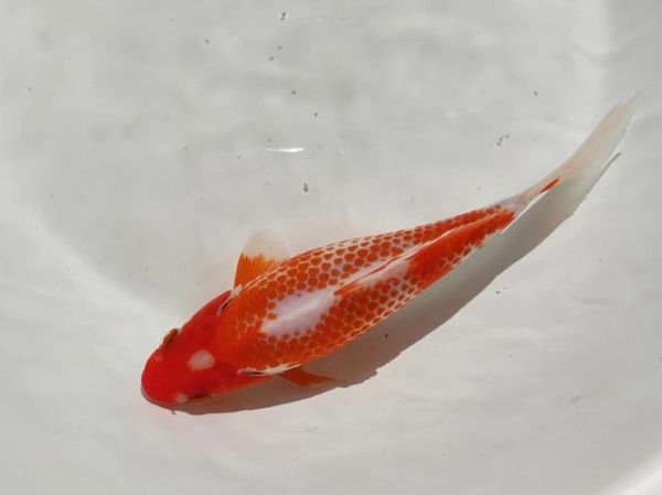 小草鱼图片怎么拍_小草鱼高清壁纸哪里找-第3张图片-山城妙识