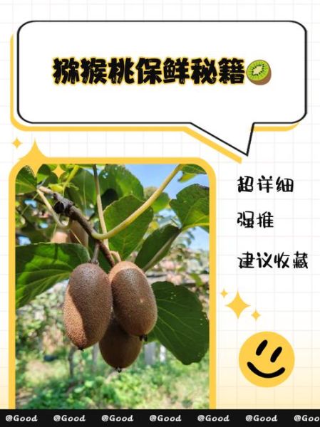 猕猴桃怎么保存时间长_猕猴桃可以放多久-第3张图片-山城妙识 猕猴桃怎么保存时间长_猕猴桃可以放多久-第3张图片-山城妙识