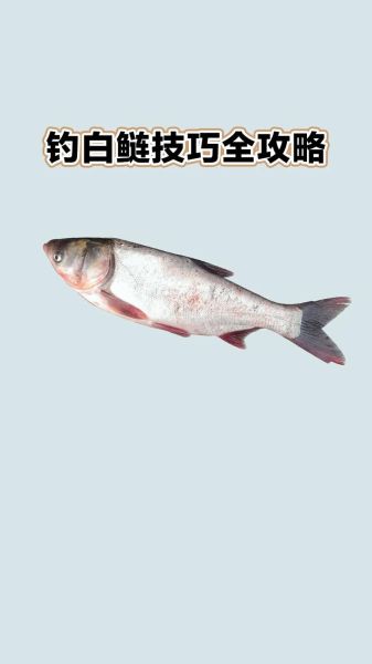 鲢鱼钓法视频_如何钓鲢鱼最有效-第1张图片-山城妙识