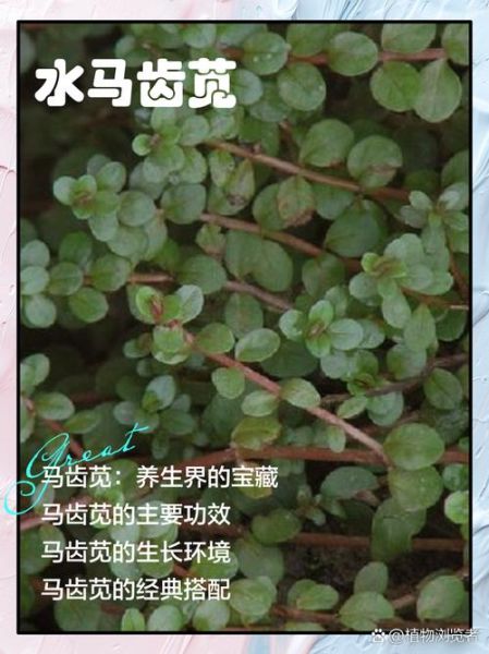 马齿苋治皮肤病有效吗_马齿苋治哪些皮肤病-第2张图片-山城妙识