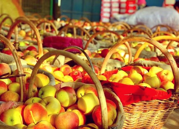 嘎啦果的功效与作用_嘎啦果适合什么人吃-第3张图片-山城妙识